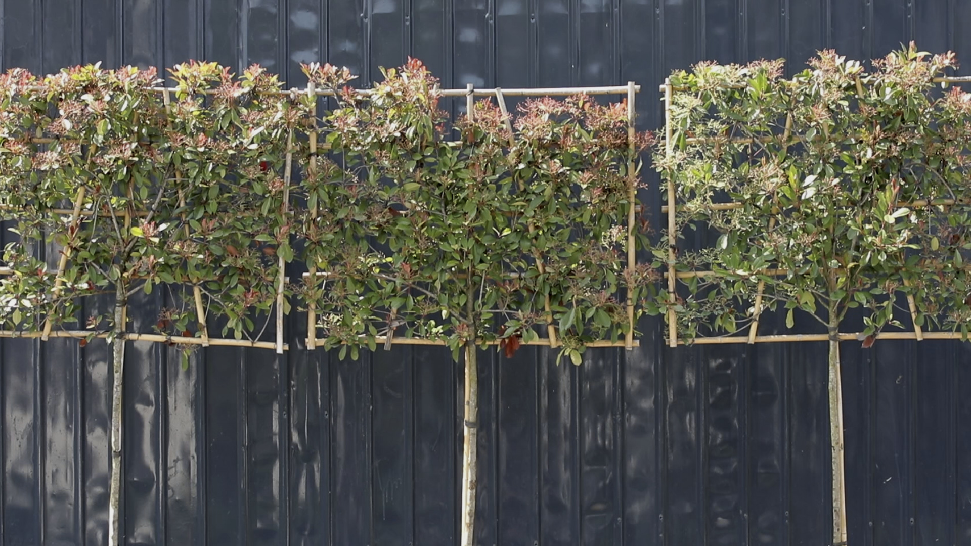 PHOTOINIA RED ROBIN 01 | Caragh Nurseries