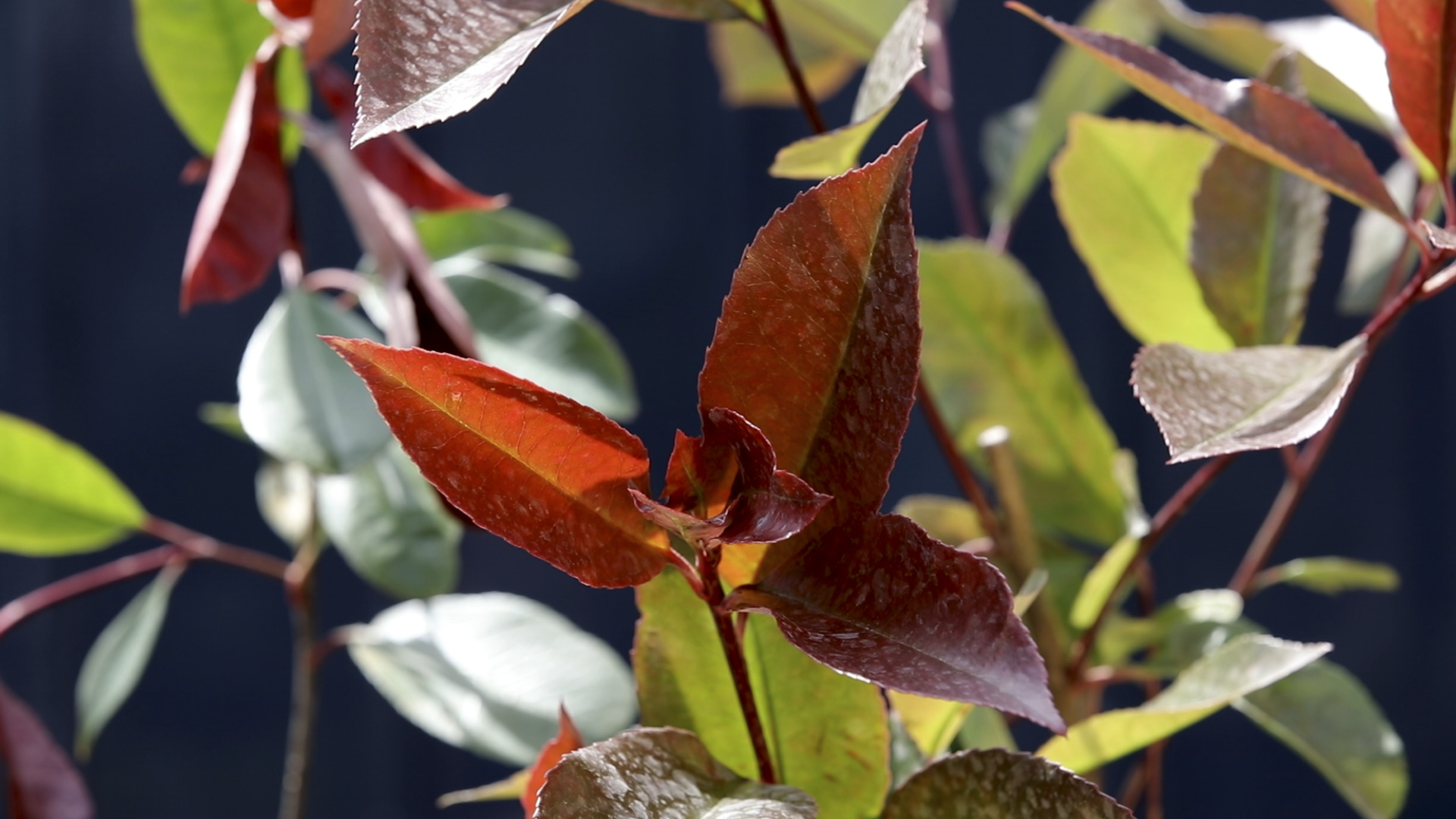 PHOTOINIA RED ROBIN 02 | Caragh Nurseries
