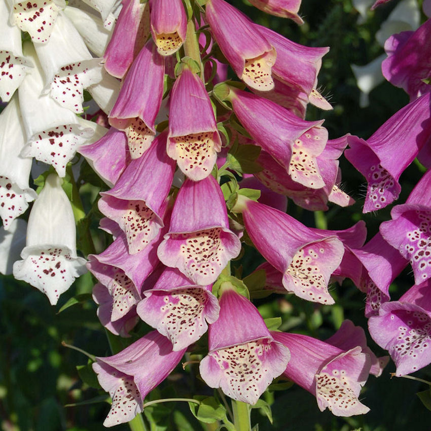 Digitalis Foxy | Caragh Nurseries