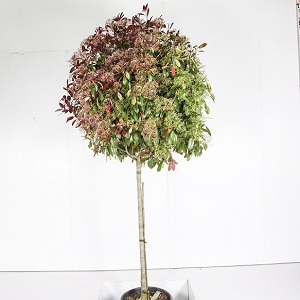 Photinia Red Robin standard | Caragh Nurseries