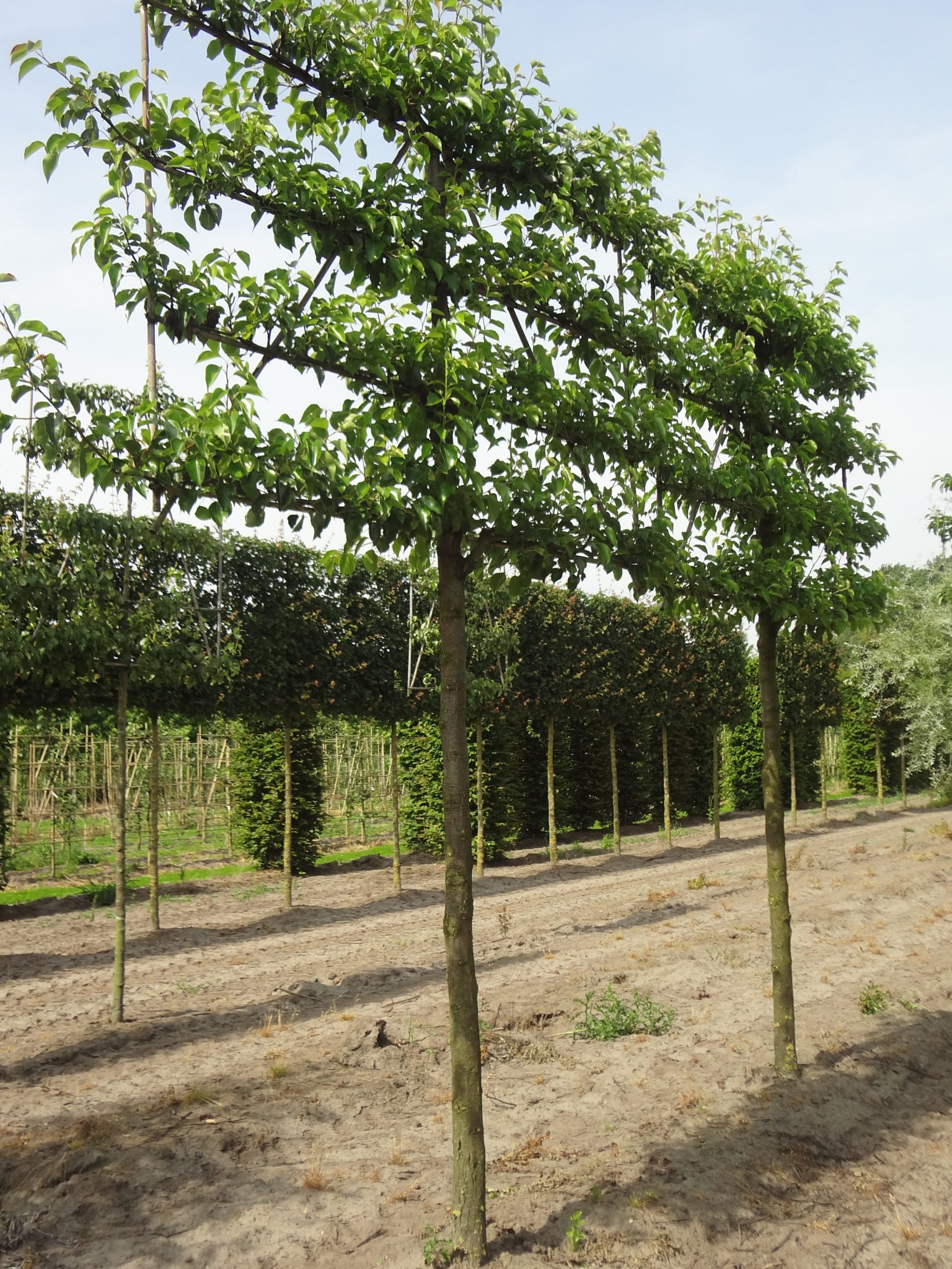 Pyrus chant pleached | Caragh Nurseries