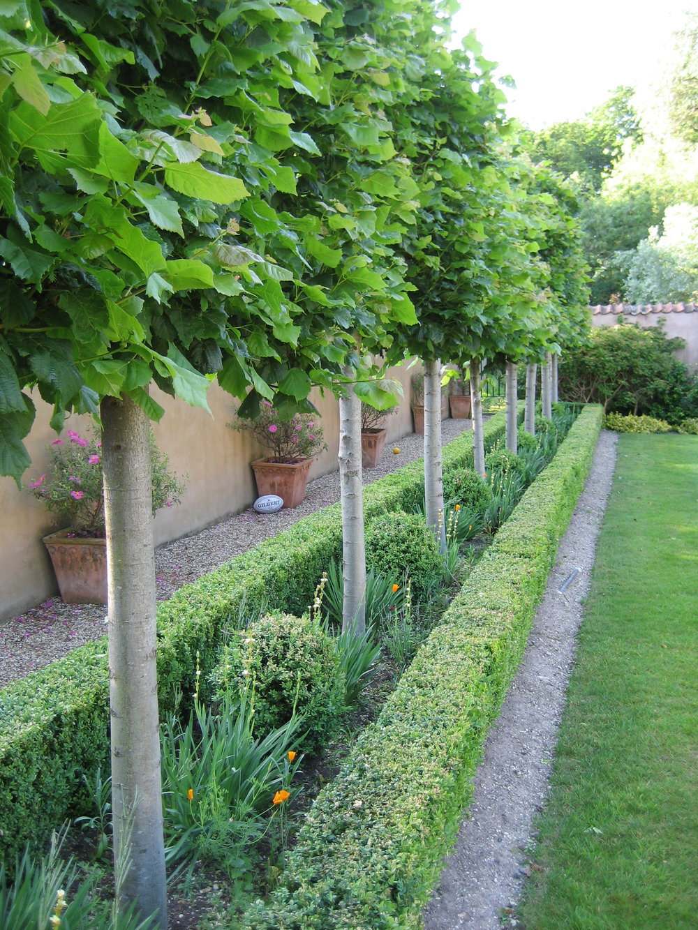 Pyrus pleached | Caragh Nurseries