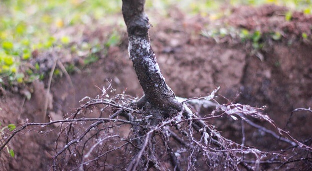 Planting bare-root | Caragh Nurseries