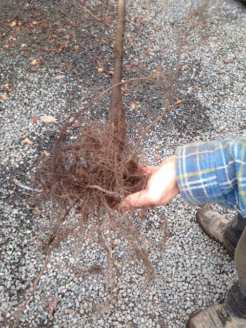 bare root | Caragh Nurseries