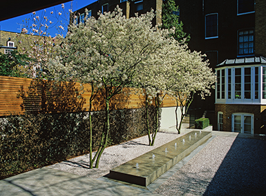 Multi-stemmed trees | Caragh Nurseries