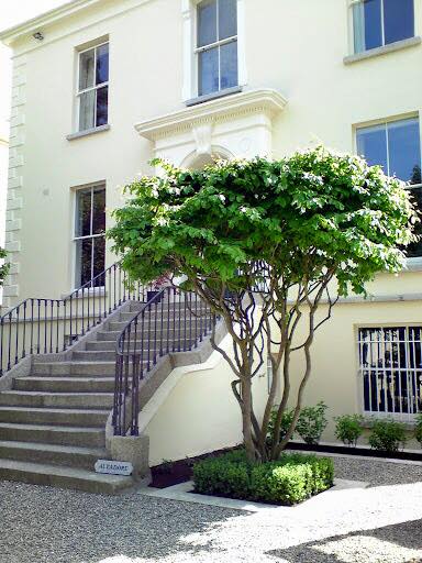 Multi-stemmed trees | Caragh Nurseries