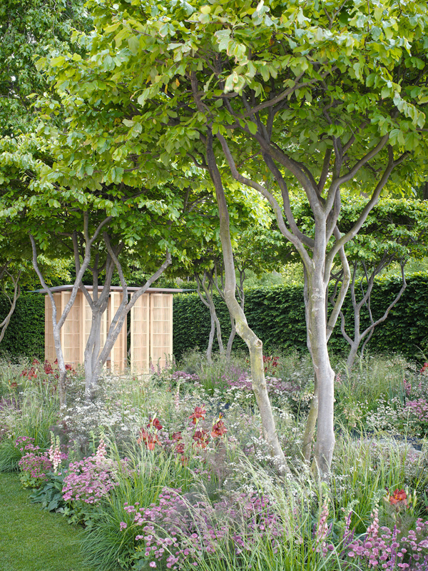 Multi-stemmed trees | Caragh Nurseries