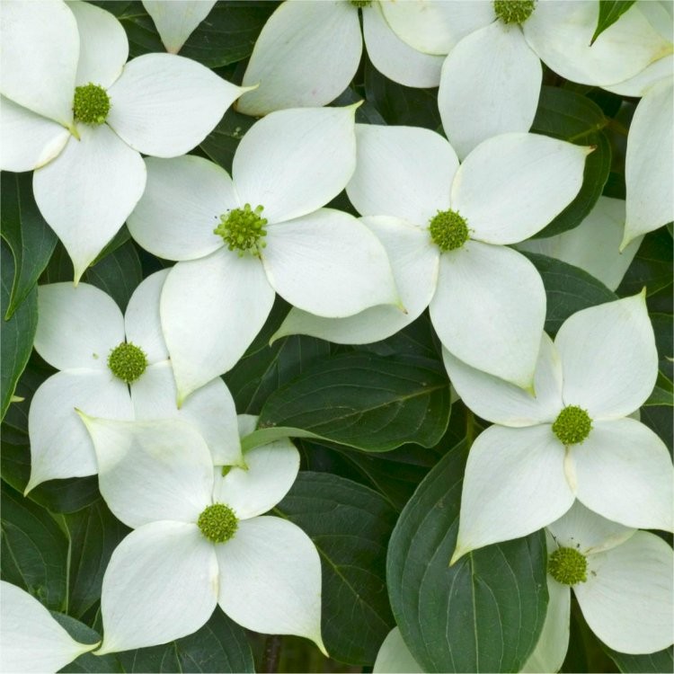 Cornus Kousa | Caragh Nurseries