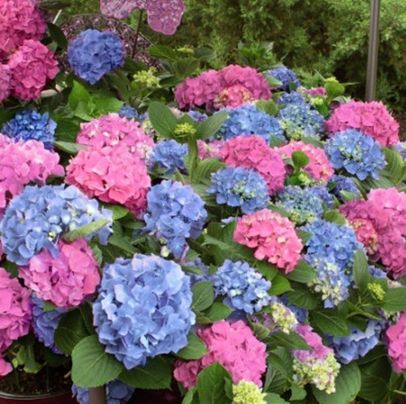 Hydrangea mac | Caragh Nurseries