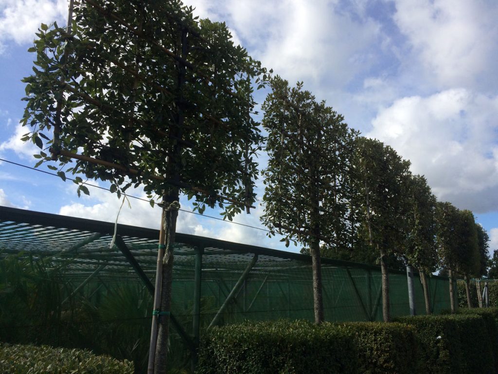 Quercus ilex espalier | Caragh Nurseries