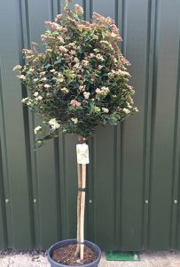 Viburnum tinus half standard | Caragh Nurseries