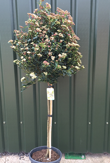 Viburnum tinus half standard | Caragh Nurseries