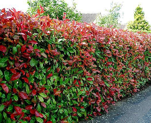 Photinia-Red-Robin | Caragh Nurseries