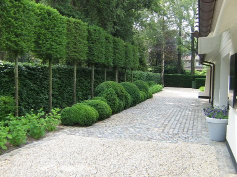 How to buy Mature Trees Online | Caragh Nurseries