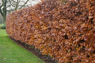 mature hedging | Caragh Nurseries