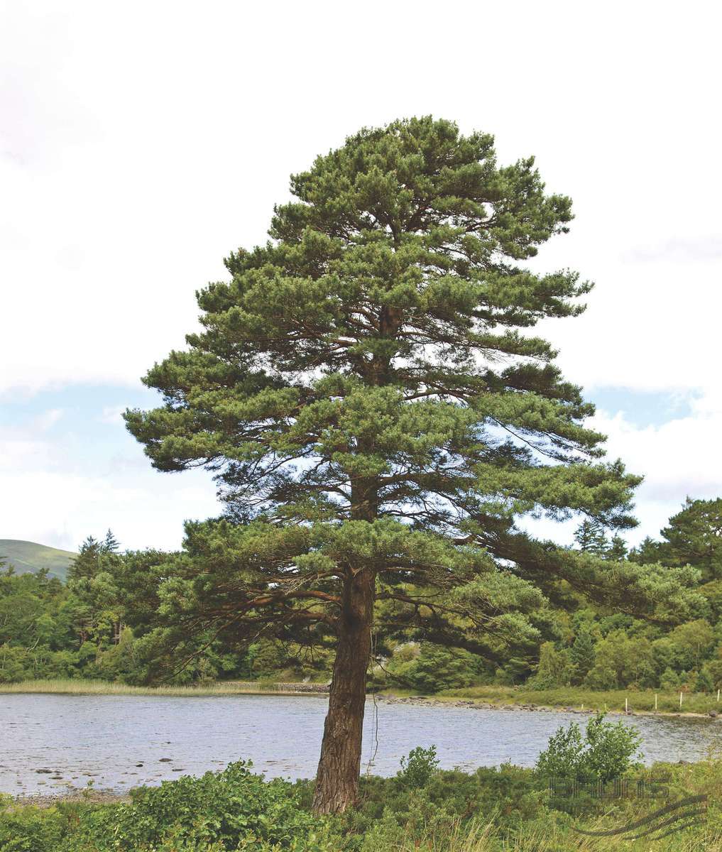 Pinus sylvestris | Caragh Nurseries