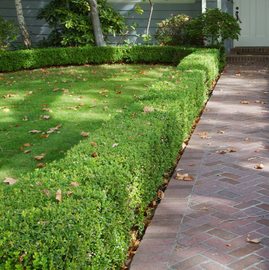 mature hedging | Caragh Nurseries