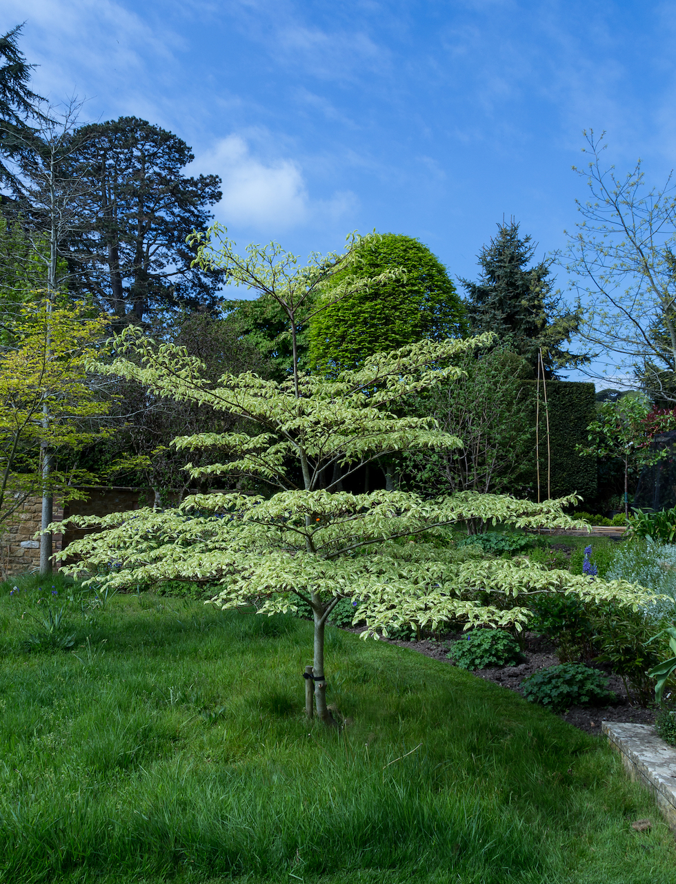 Cornus controversa Variegata | Caragh Nurseries