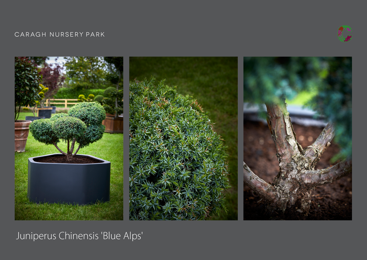 Juniperus Chinensis ‘Blue Alps’ | Caragh Nurseries