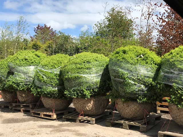 Buxus balls delivery | Caragh Nurseries