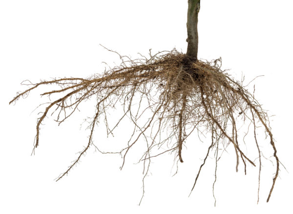 Strong bare root structure | Caragh Nurseries