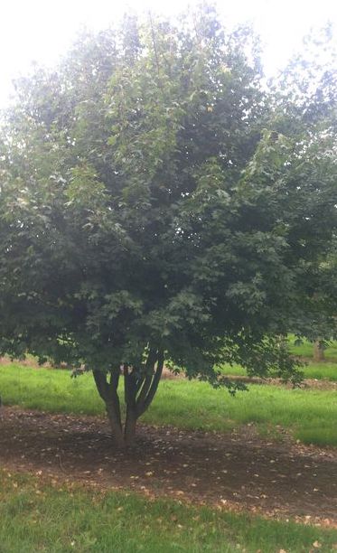 Acer campestre multistem | Caragh Nurseries