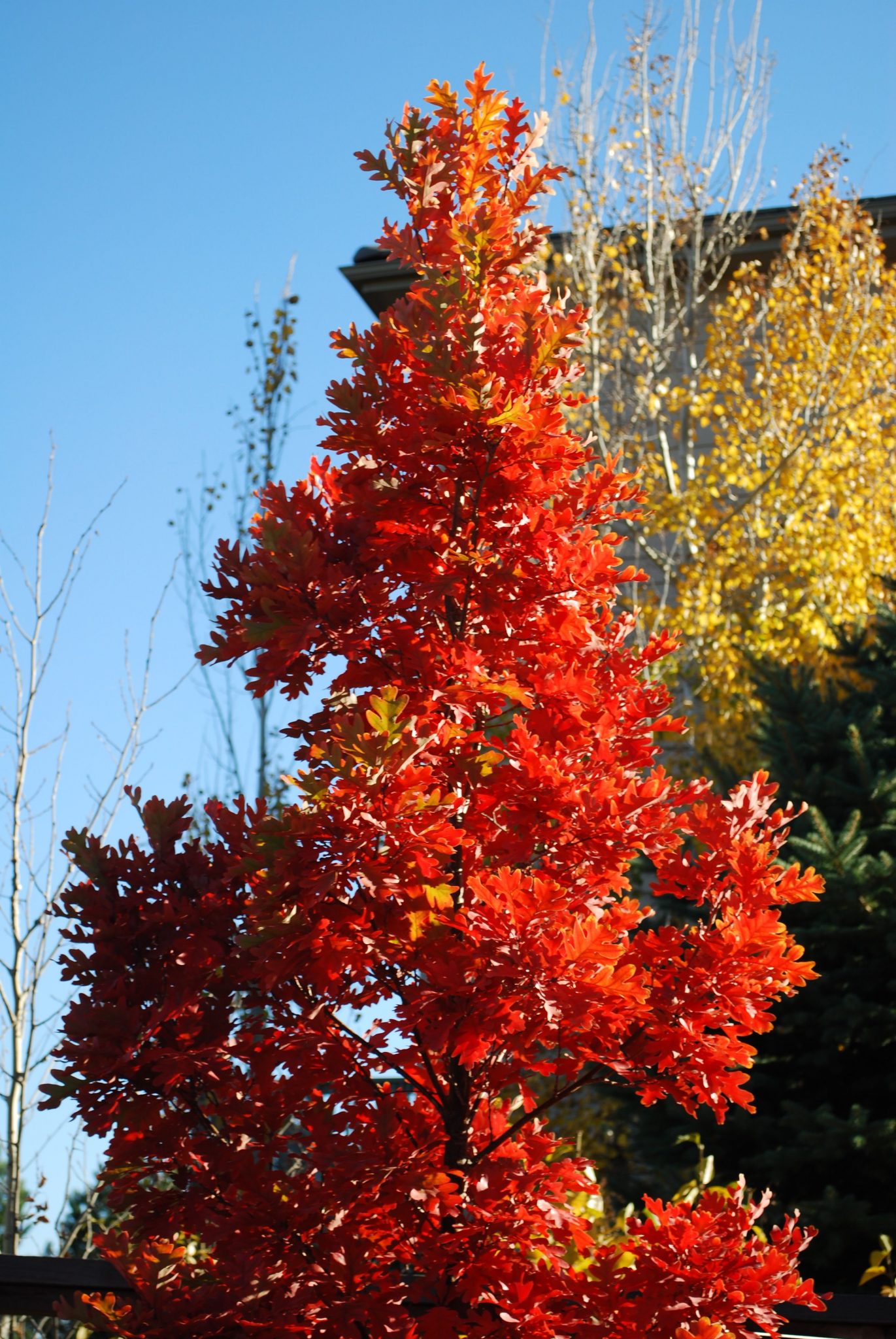 Crimson Spire oak | Caragh Nurseries