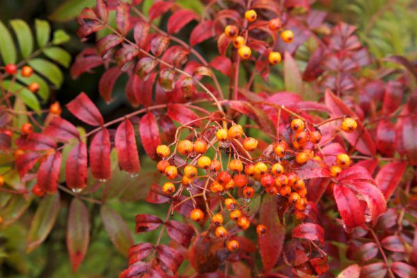 Sorbus Commixta | Caragh Nurseries