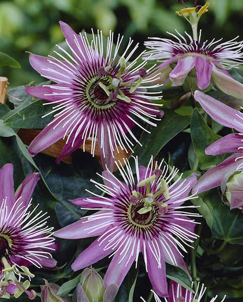 Passiflora violacea Victoria | Caragh Nurseries
