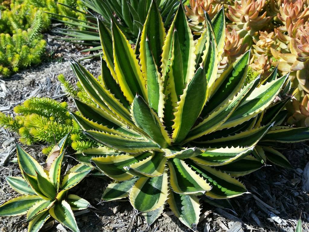 Agave Quadricolor | Caragh Nurseries