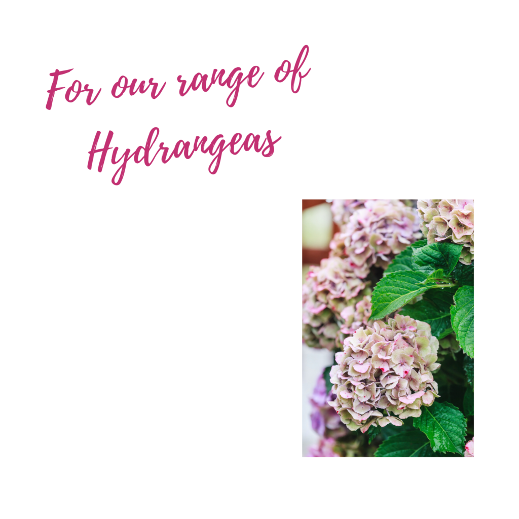 For our range of Hydrangeas | Caragh Nurseries