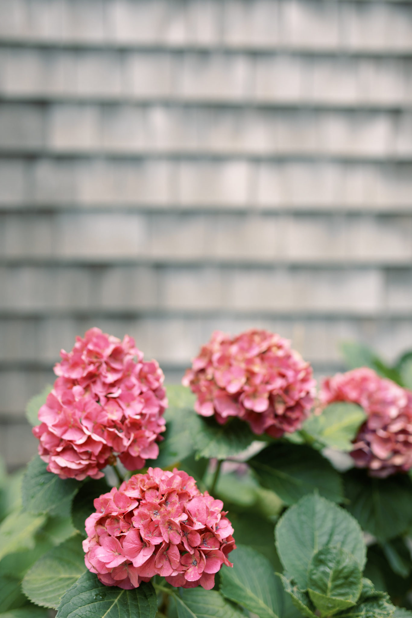 Hydrangea Season | Caragh Nurseries