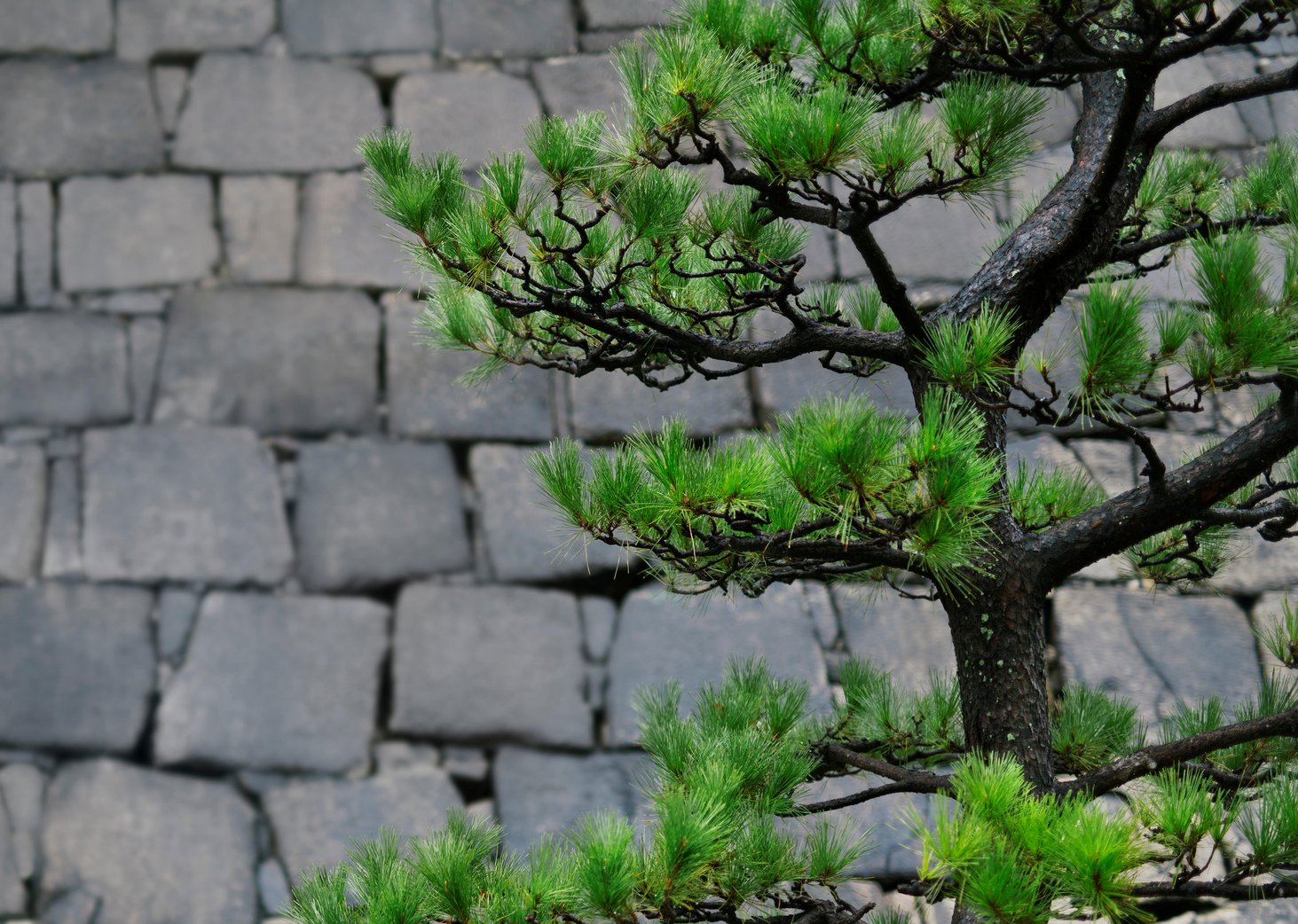 Bent Japanese black pine tree | Caragh Nurseries