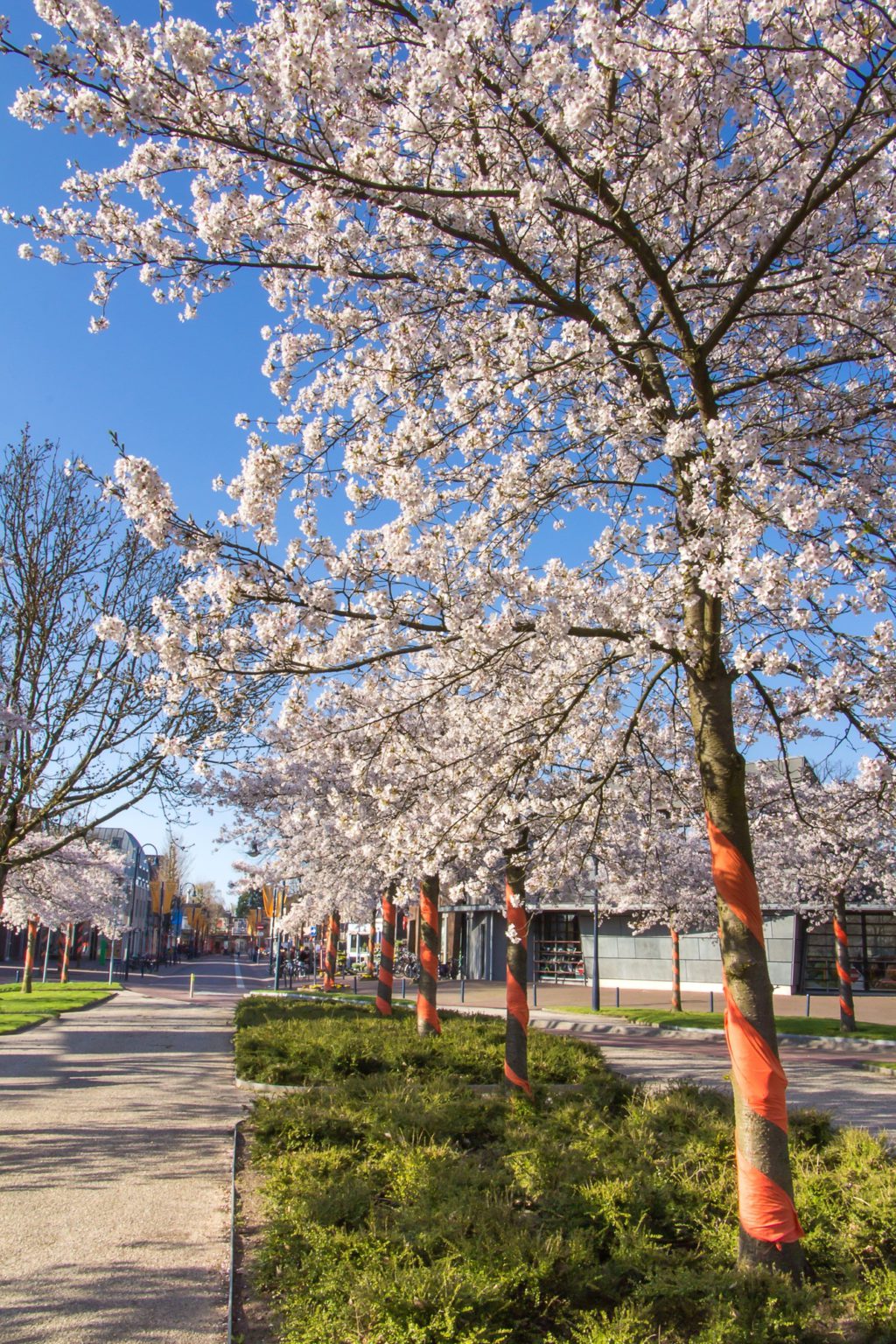 Amelanchier single stem | Caragh Nurseries