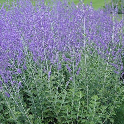 Perovskia Blue Spire | Caragh Nurseries