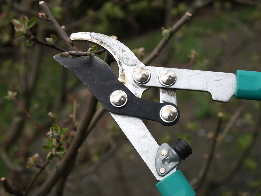 Shearing tree | Caragh Nurseries