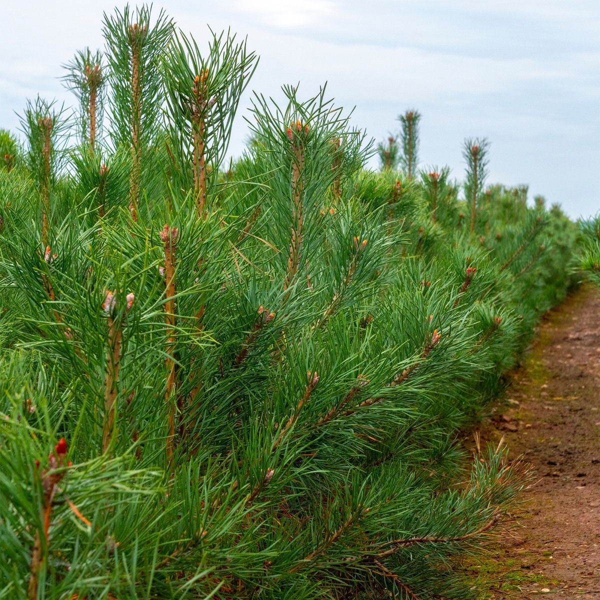 Pinus sylvestris | Caragh Nurseries