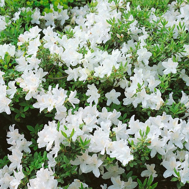 azalea-japonica-adonis | Caragh Nurseries