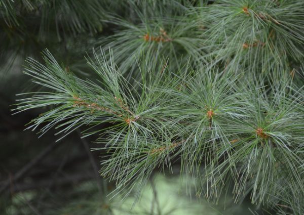 pinus-strobus- | Caragh Nurseries