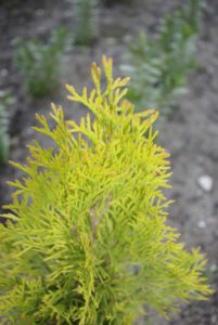 thuja_occidentalis_janed_gold | Caragh Nurseries