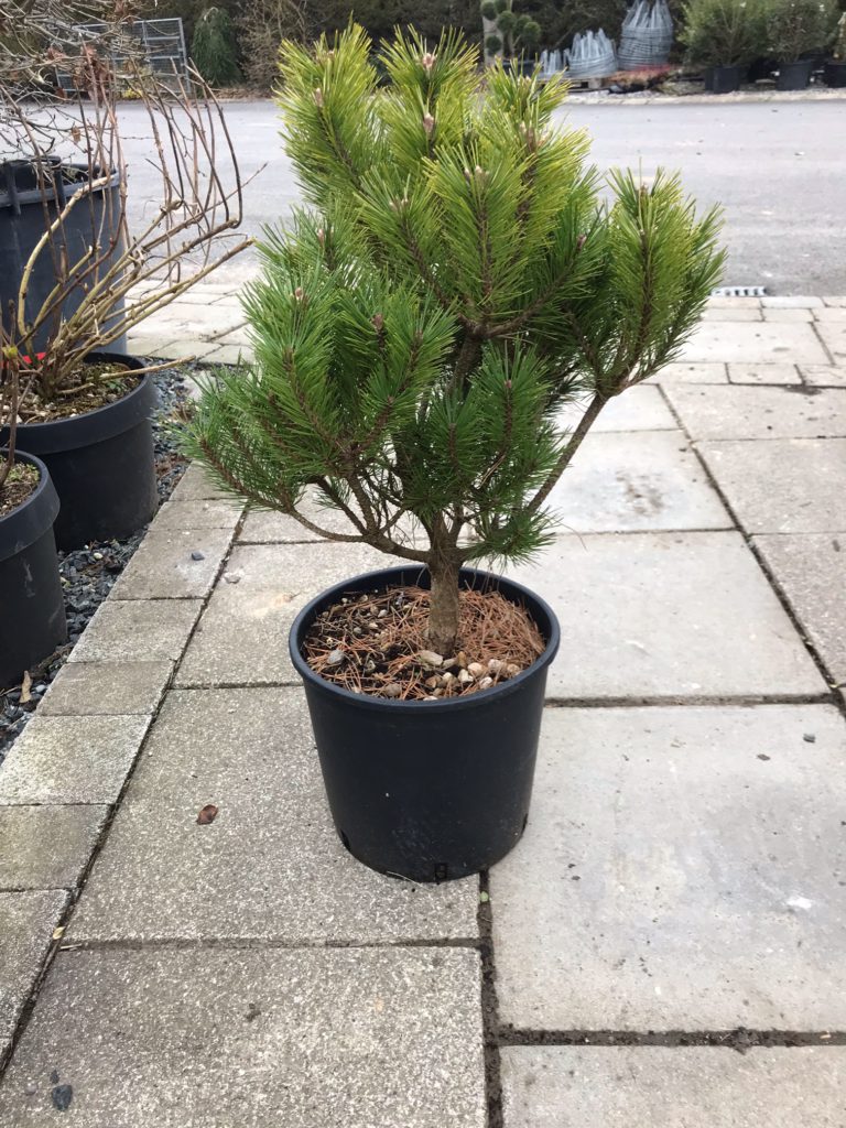 Pinus mugo mughus | Caragh Nurseries
