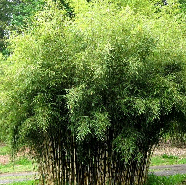 Jumbo bamboo | Caragh Nurseries