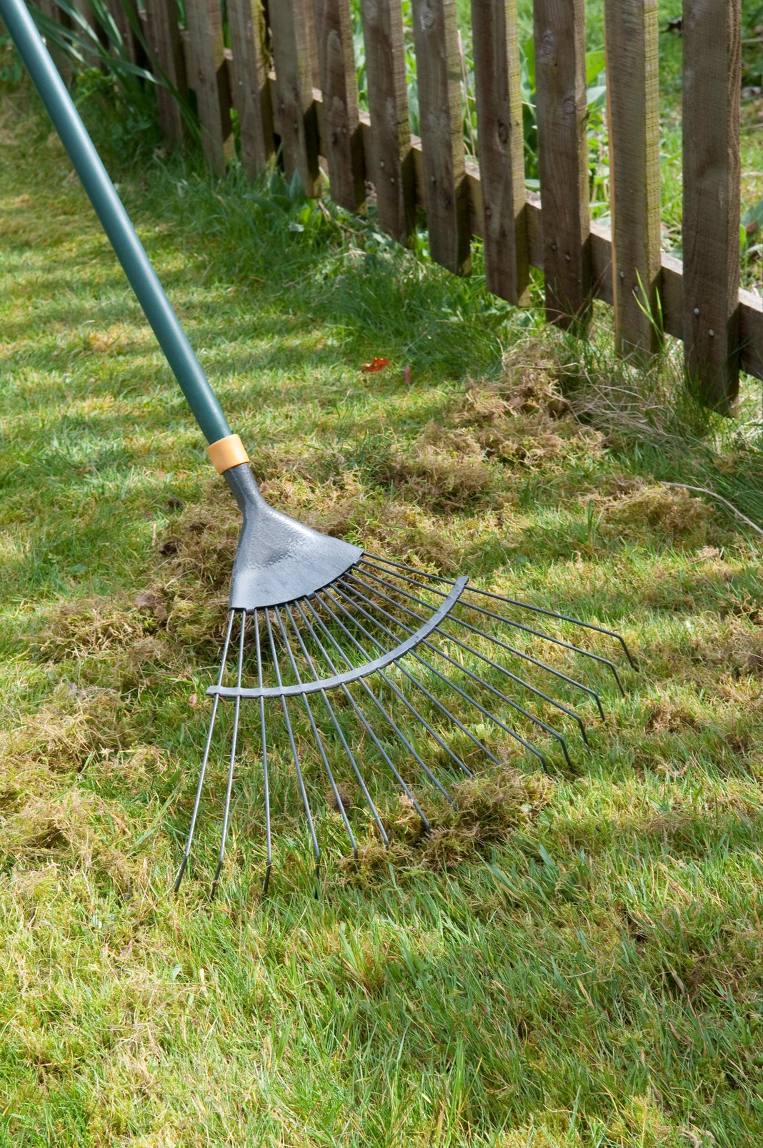 Scarifying garden lawn to remove moss using leaf rake | Caragh Nurseries