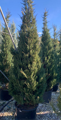 cupressus-sempervirens-agrimed-cypress-8630-2002101348 | Caragh Nurseries