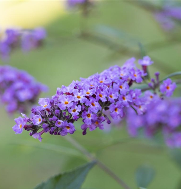 Buddleja-Lilac Turtle | Caragh Nurseries