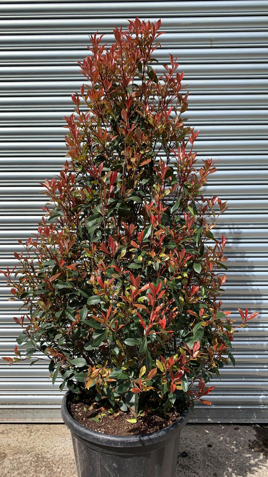 Photinia Carre rounge cone | Caragh Nurseries