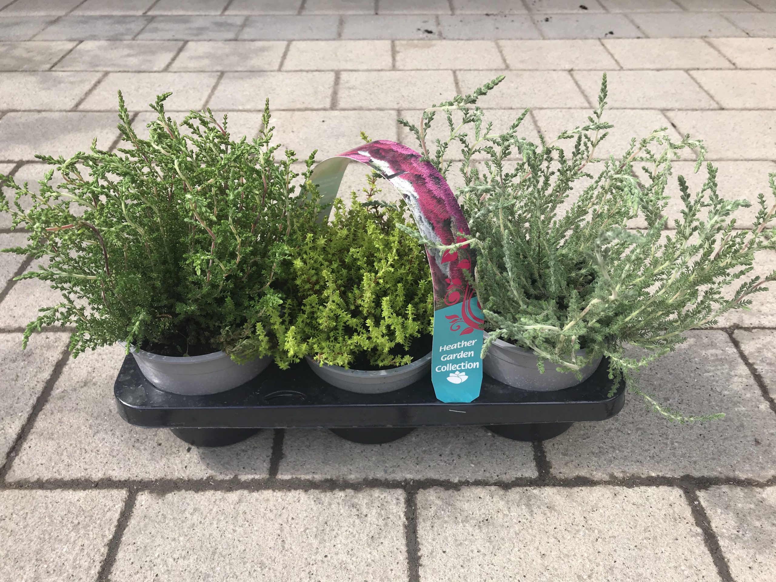 Heather Garden Collection | Caragh Nurseries