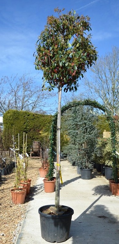 Photinia Red Robin Std | Caragh Nurseries