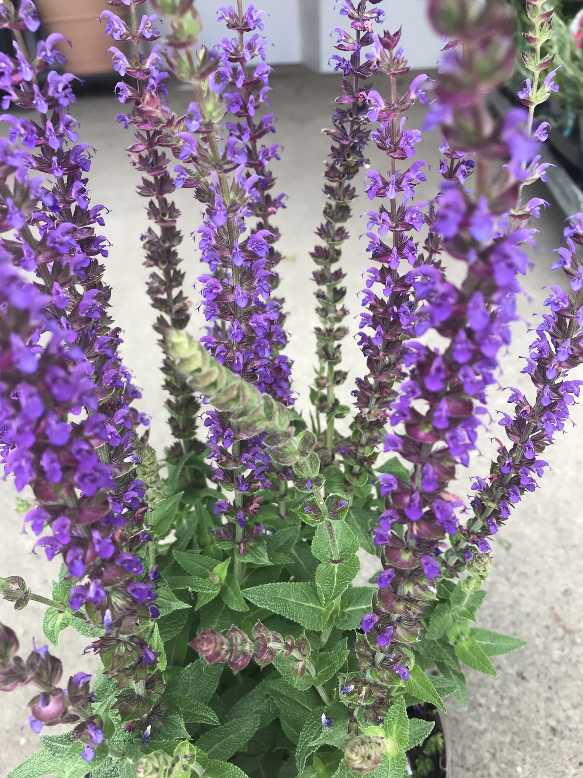 Salvia Edula Blue | Caragh Nurseries