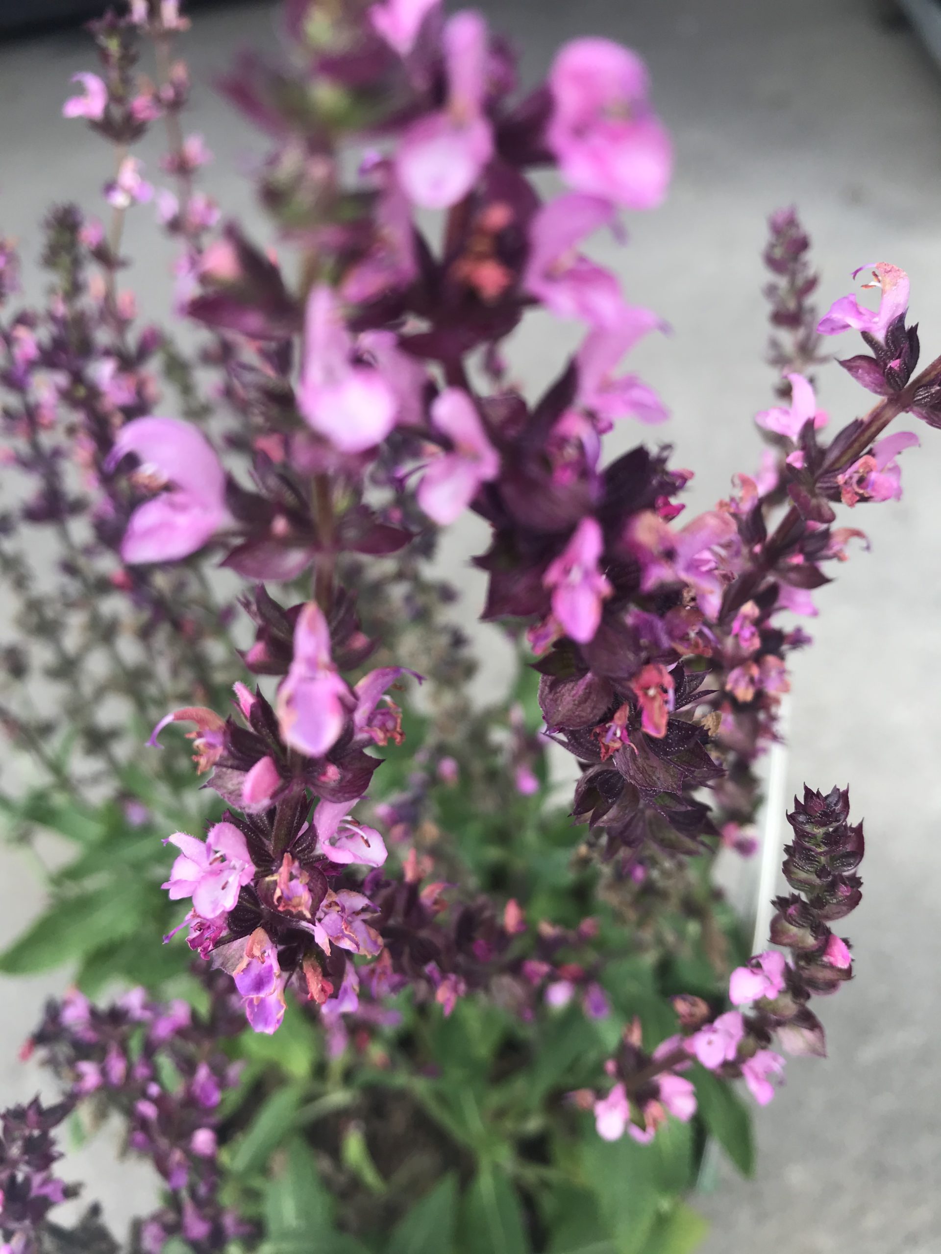 Salvia Edula Rose | Caragh Nurseries